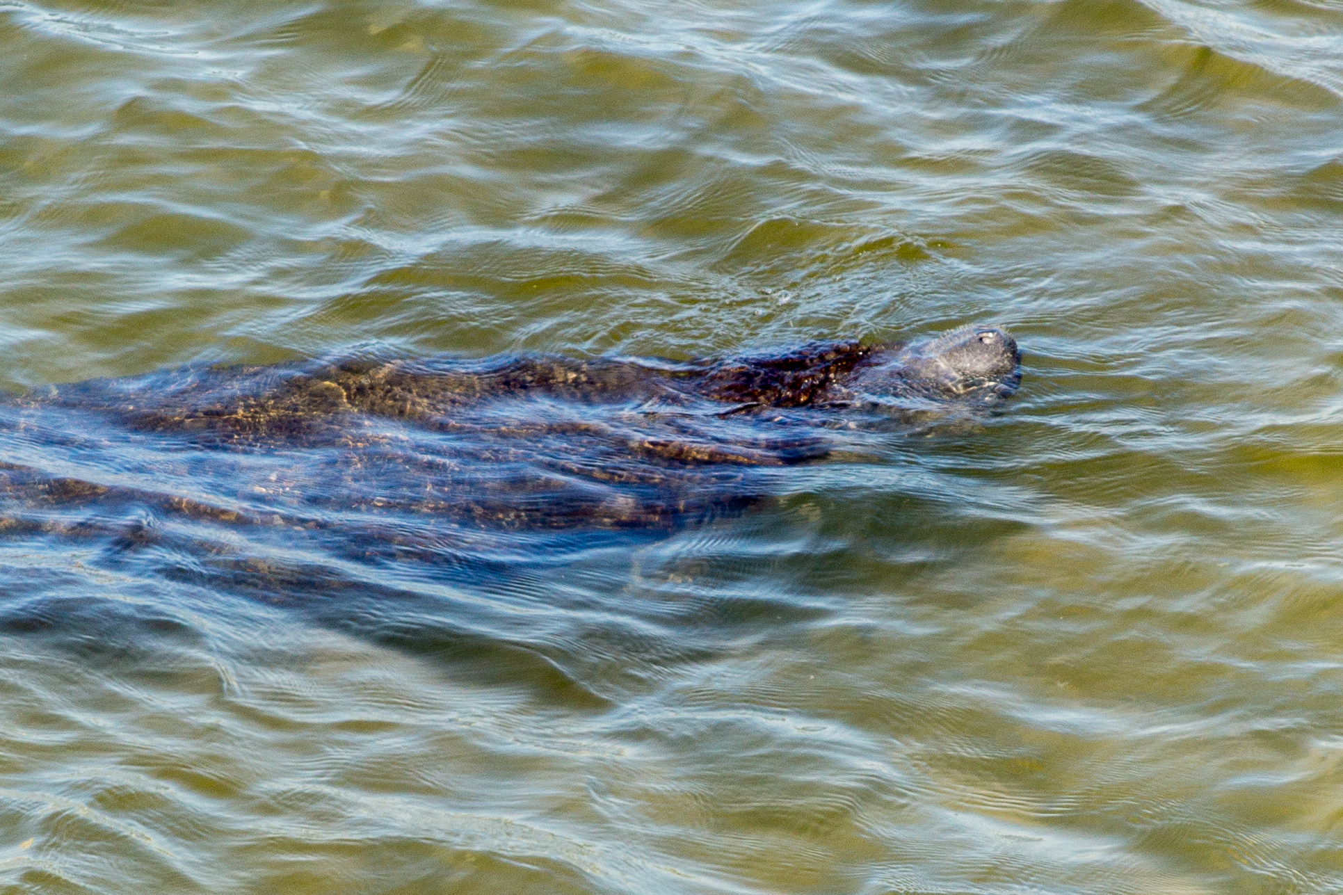 Manatees - Sunset Cove Apollo Beach